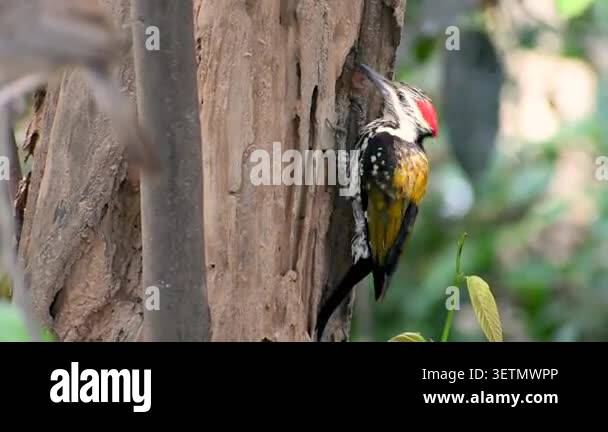 A beautiful black- rumped flameback Woodpecker is searching food on the ...