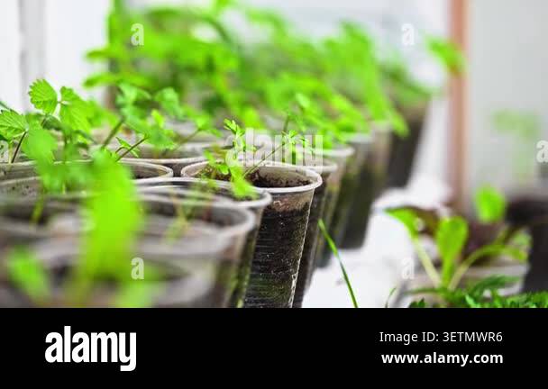 Young green seedlings thriving in small plastic containers arranged on ...