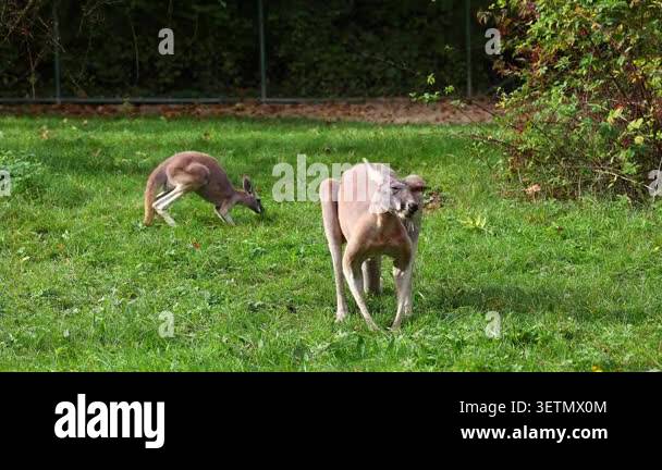 The red kangaroo, Macropus rufus is the largest of all kangaroos, the ...