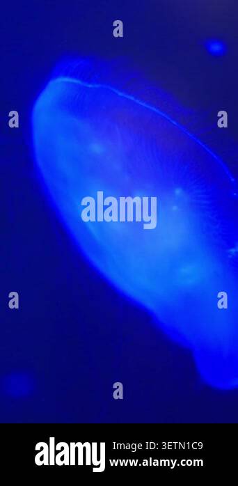 One luminescent jellyfish gracefully pulsating and floating in the dark ...