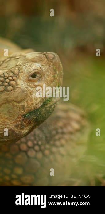 Large African spurred tortoise, also known as the Sulcata, moving its ...