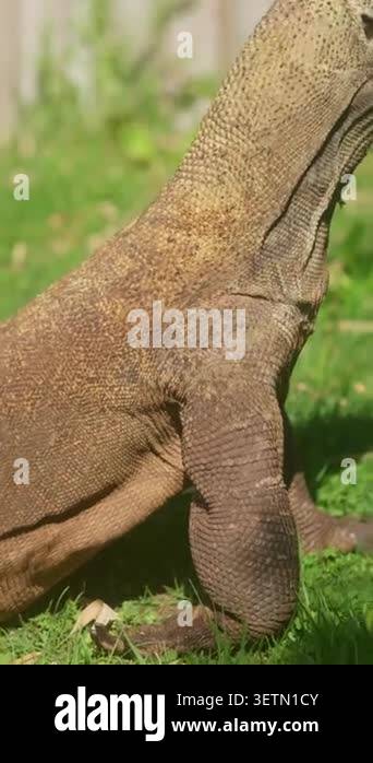 Largest living lizard species, a Komodo dragon, looking around in its ...