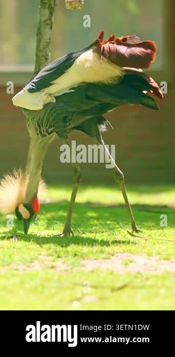 Grey Crowned Crane with its impressive golden crest pecking at the ...