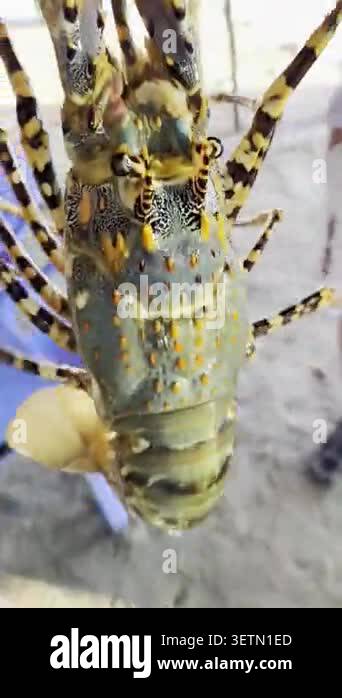 Live spiny lobster held by a person at a beachside seafood market. A ...