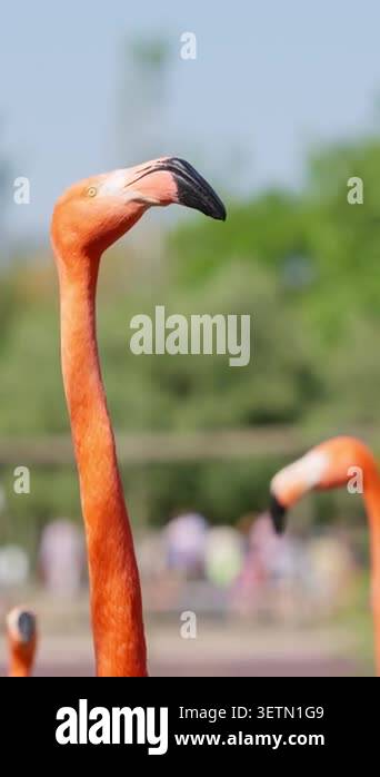 Group of colorful Caribbean flamingos gracefully moving their long ...