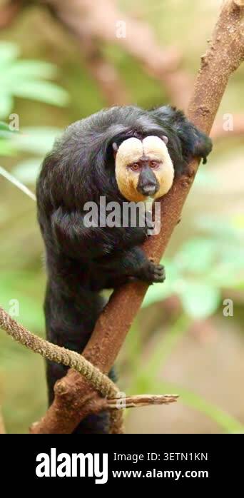 White faced saki monkey with black fur is climbing a tree in its ...