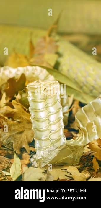 Old, dry snake skin of a king cobra sloughing on a bed of dry autumn ...