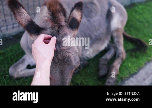 Donkey farm, a man touches and strokes a donkey's soft face. Petting ...