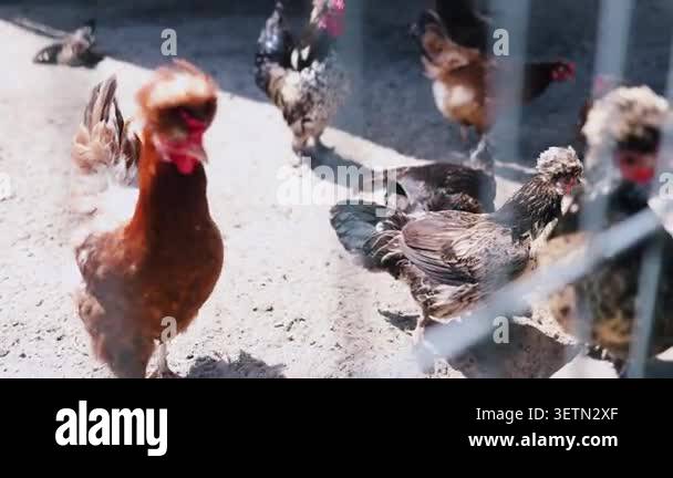 Turkeys resting comfortably on a sunny turkey farm in the countryside ...