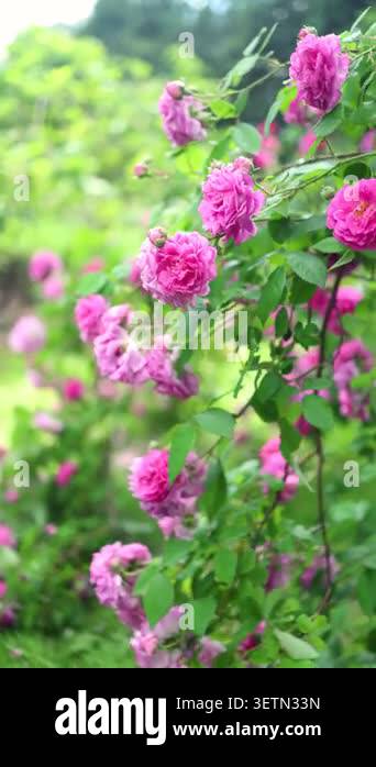 The wind sways the bush of luxurious white- pink roses, illuminated by ...
