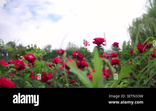 Red roses blooming in a garden, close up. Gardening, landscape design ...