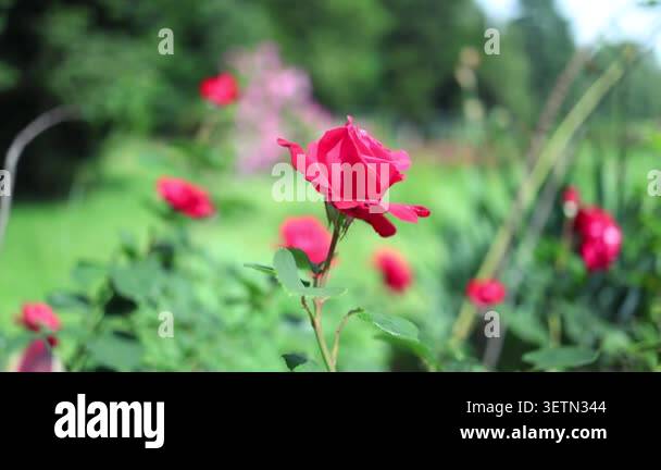 Red roses blooming in a garden, close up. Gardening, landscape design ...