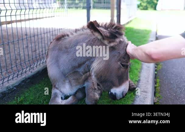 Donkey farm, a man touches and strokes a donkey's soft face. Petting ...