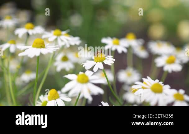 Wild bee collecting pollen of camomile flowers during beautiful sunny ...