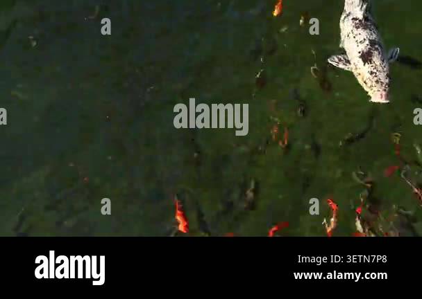 Top view of colorful koi fish swimming in pond water. Group of colorful ...