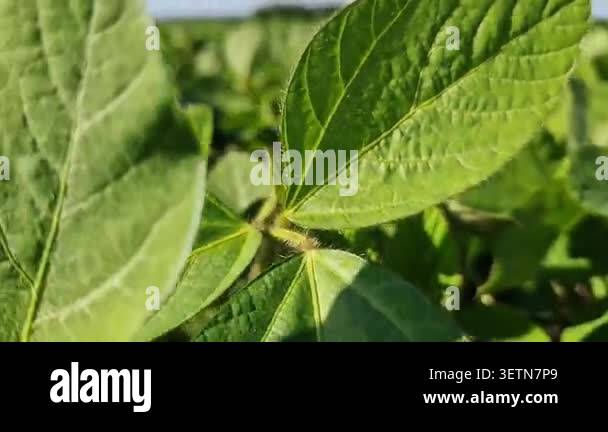 Young soybean shoots in an agricultural field close-up. Camera movement ...