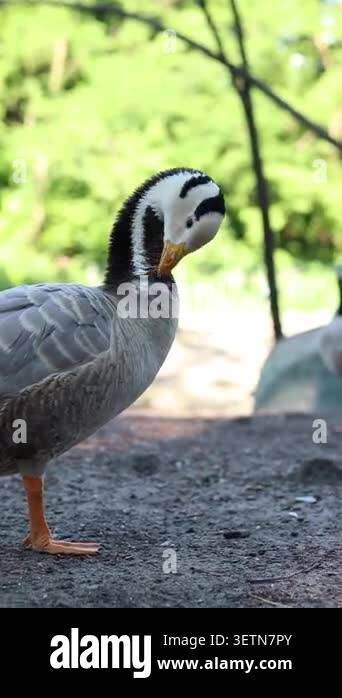 Mountain goose (Anser indicus) close-up. Bird close-up on a blurred ...