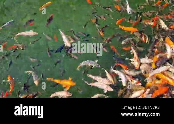 A flock of colorful koi fish swimming in the clear water of a pond. Top ...