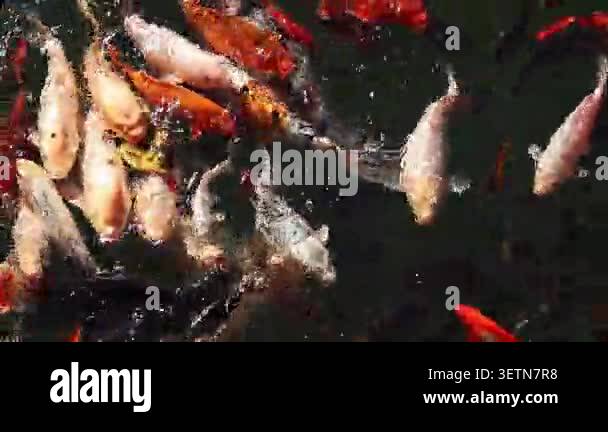 Top view of colorful ornamental fish of bright orange, white and red ...