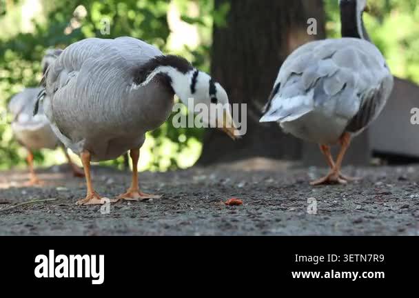 Mountain goose (Anser indicus) during feeding. Goose eats a piece of ...