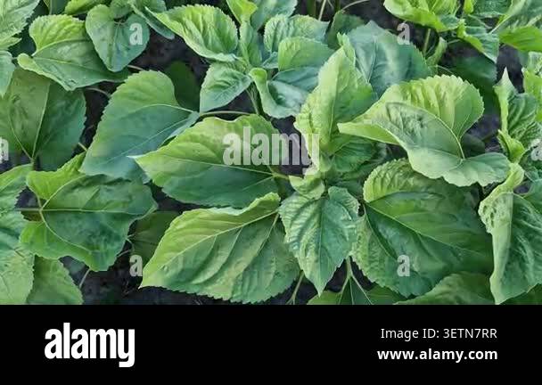 Young sunflower crops in the field. Rows of young sunflower plants with ...