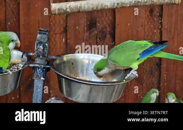 Pretty green parrot on a feeder, close-up. Exotic parrot during feeding ...