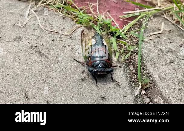 Macro video of a cicada (garengpung, kinjeng tangis, Semi, Cigale ...