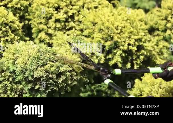 Gardener trims ornamental shrubs with large garden shears. Garden care ...