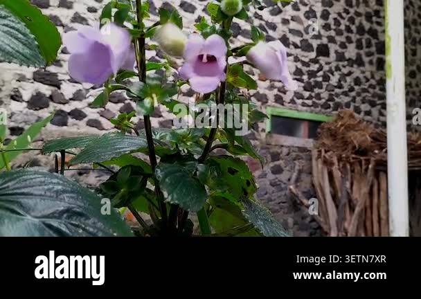 Footage. Gloxinia perennis bell-shaped flower sprouting in Ungaran ...