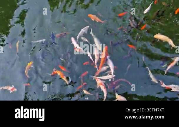 A flock of colorful koi fish swimming in the clear water of a pond. Top ...