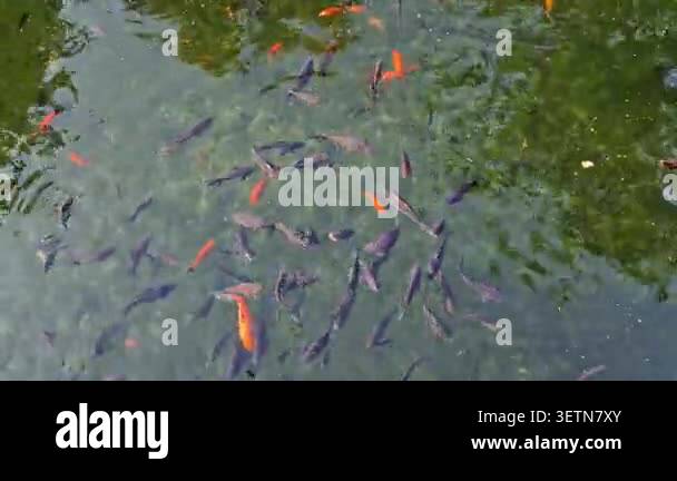 A flock of colorful koi fish swimming in the clear water of a pond. Top ...