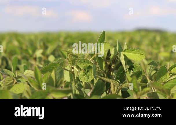 Young soybean shoots in a farm field under a summer sky. Close-up of a ...