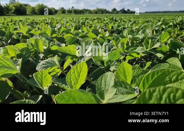 Young soybean shoots in a farm field under a summer sky. Close-up of a ...