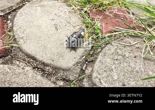 Macro video of a cicada (garengpung, kinjeng tangis, Semi, Cigale ...
