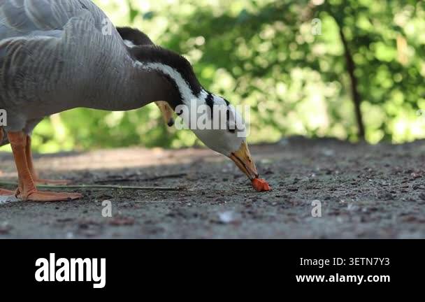 Mountain goose (Anser indicus) during feeding. Goose eats a piece of ...
