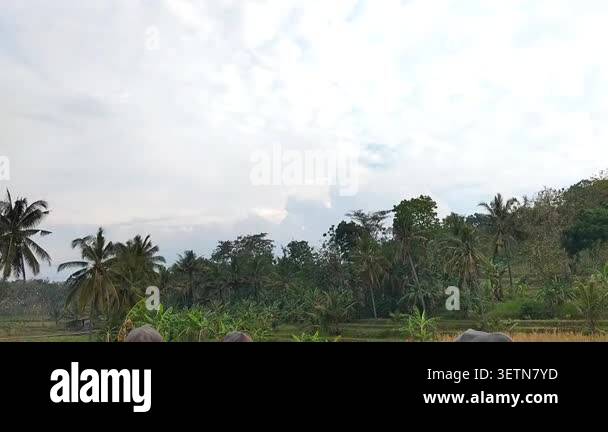 A detailed video of herd of buffalo eating grass in Indonesia ...