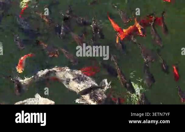 Colorful koi fish in a pond, top view. Picturesque cluster of colorful ...