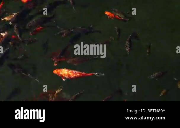 Top view of colorful ornamental fish of bright orange, white and red ...