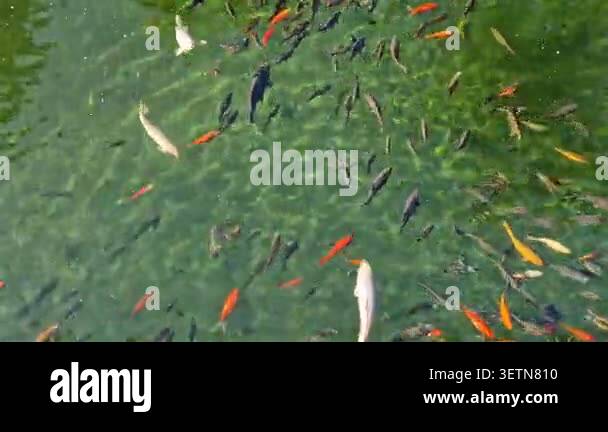 A flock of colorful koi fish swimming in the clear water of a pond. Top ...