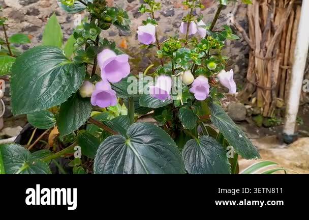 Footage. Gloxinia perennis bell-shaped flower sprouting in Ungaran ...