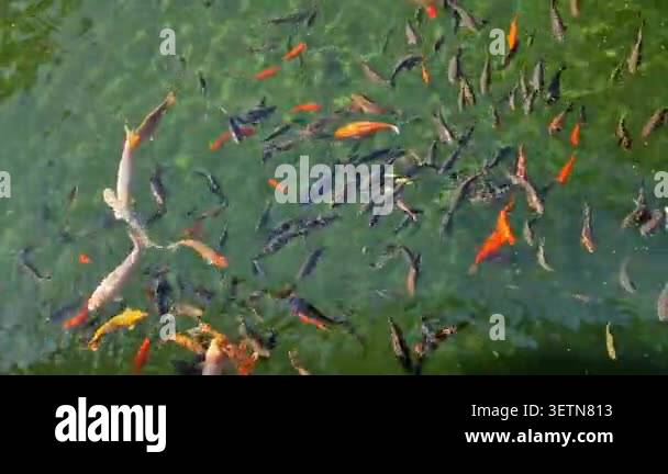 A flock of colorful koi fish swimming in the clear water of a pond. Top ...