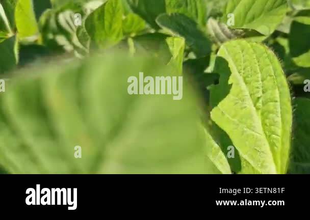 Young soybean shoots in an agricultural field close-up. Camera movement ...
