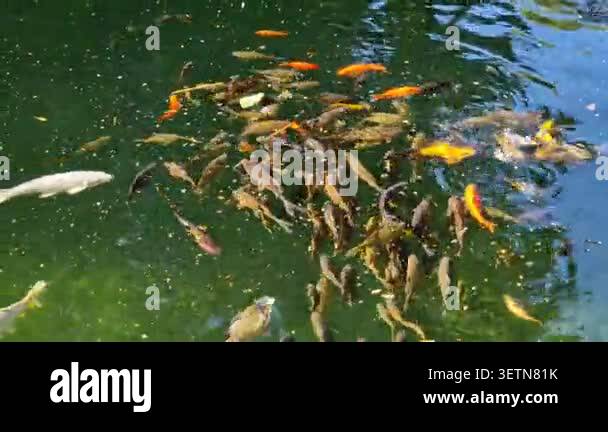 A flock of colorful koi fish swimming in the clear water of a pond. Top ...