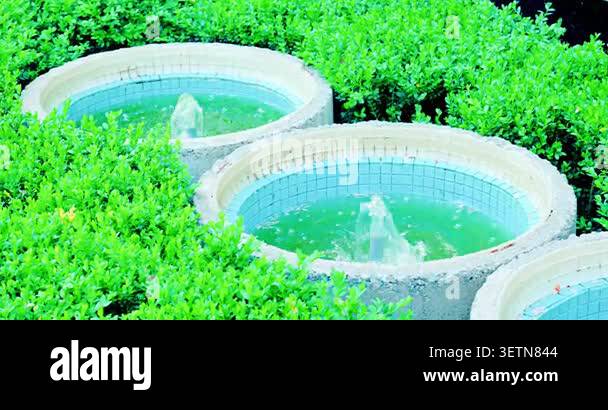 Circular stone fountains bubbling with water in green hedge garden ...