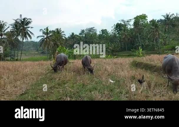 A detailed video of herd of buffalo eating grass in Indonesia ...