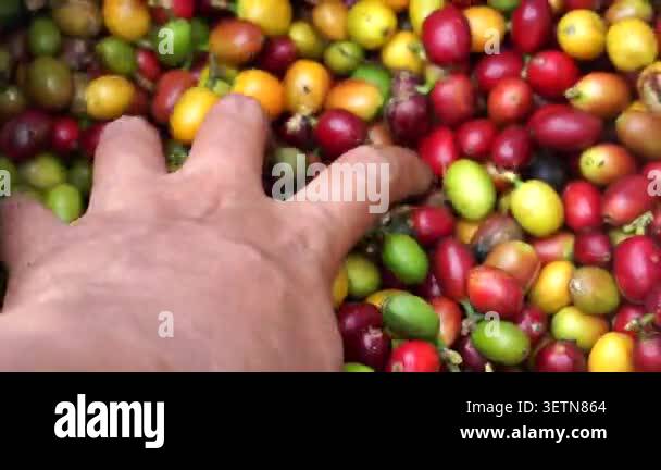 Close-up shot of hands holding freshly picked raw coffee berries at a ...