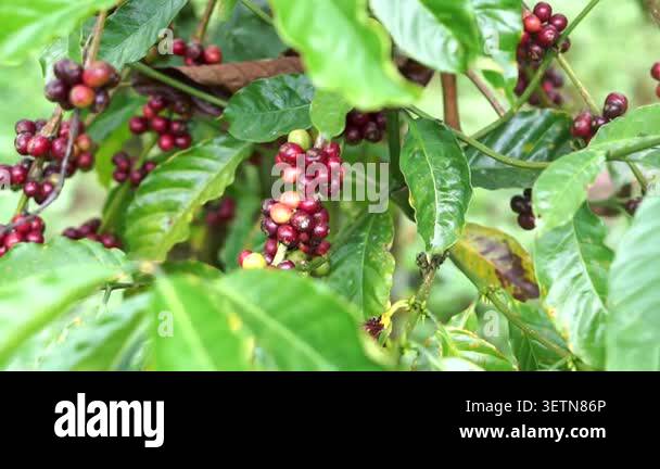 Close-up view of raw and ripe coffee cherries on a tree with green ...