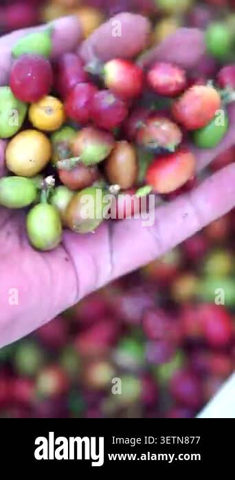 Close-up shot of hands holding freshly picked raw coffee berries at a ...