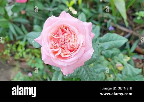Elegant pink roses gently swaying in the breeze, blooming beautifully ...