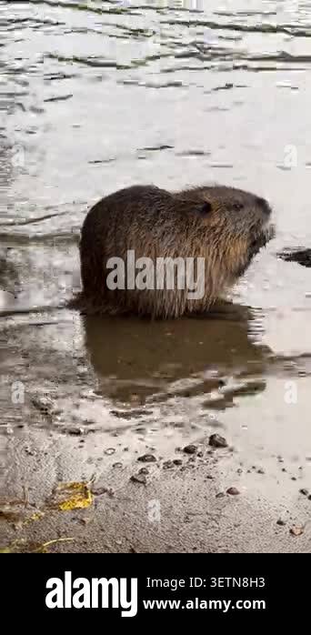 Vertical video of a nutria sitting on fallen autumn leaves near a river ...